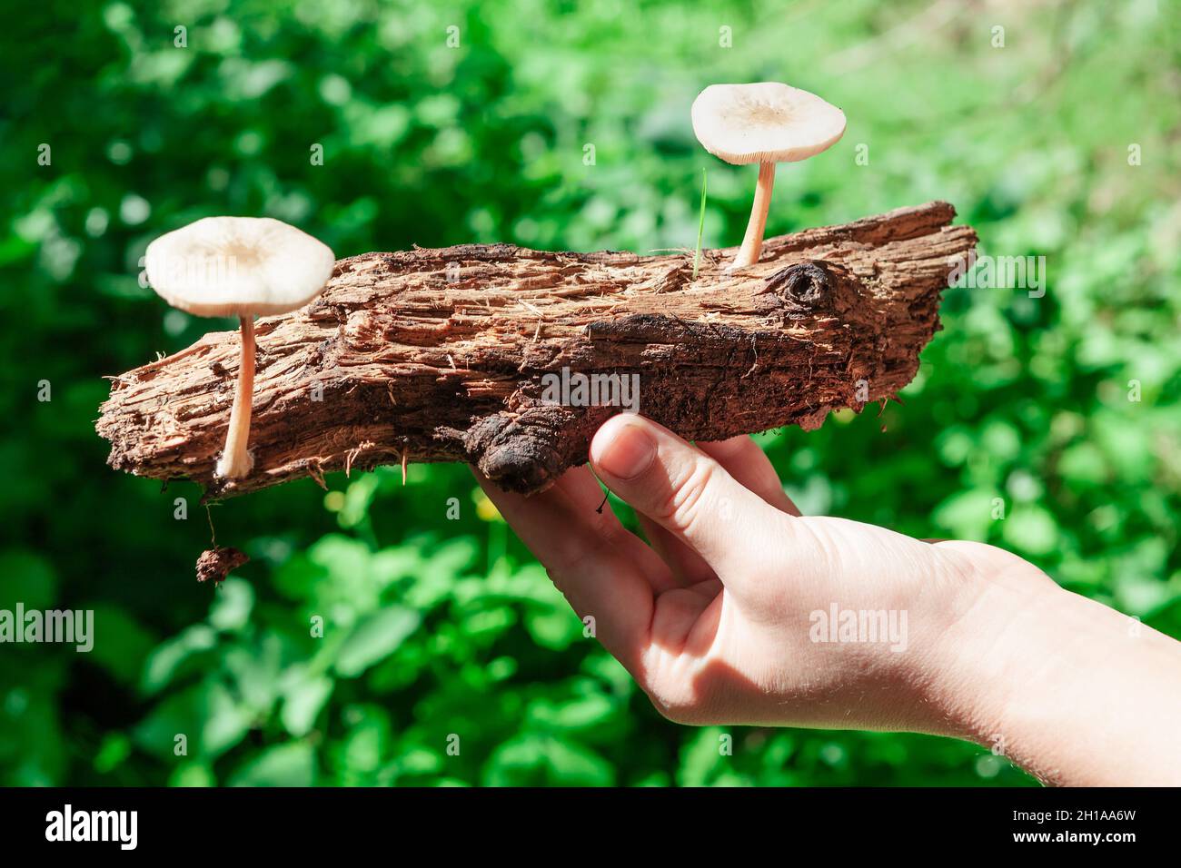 Mushrooms growing on the rotting log . Holding mushrooms in the hand ...