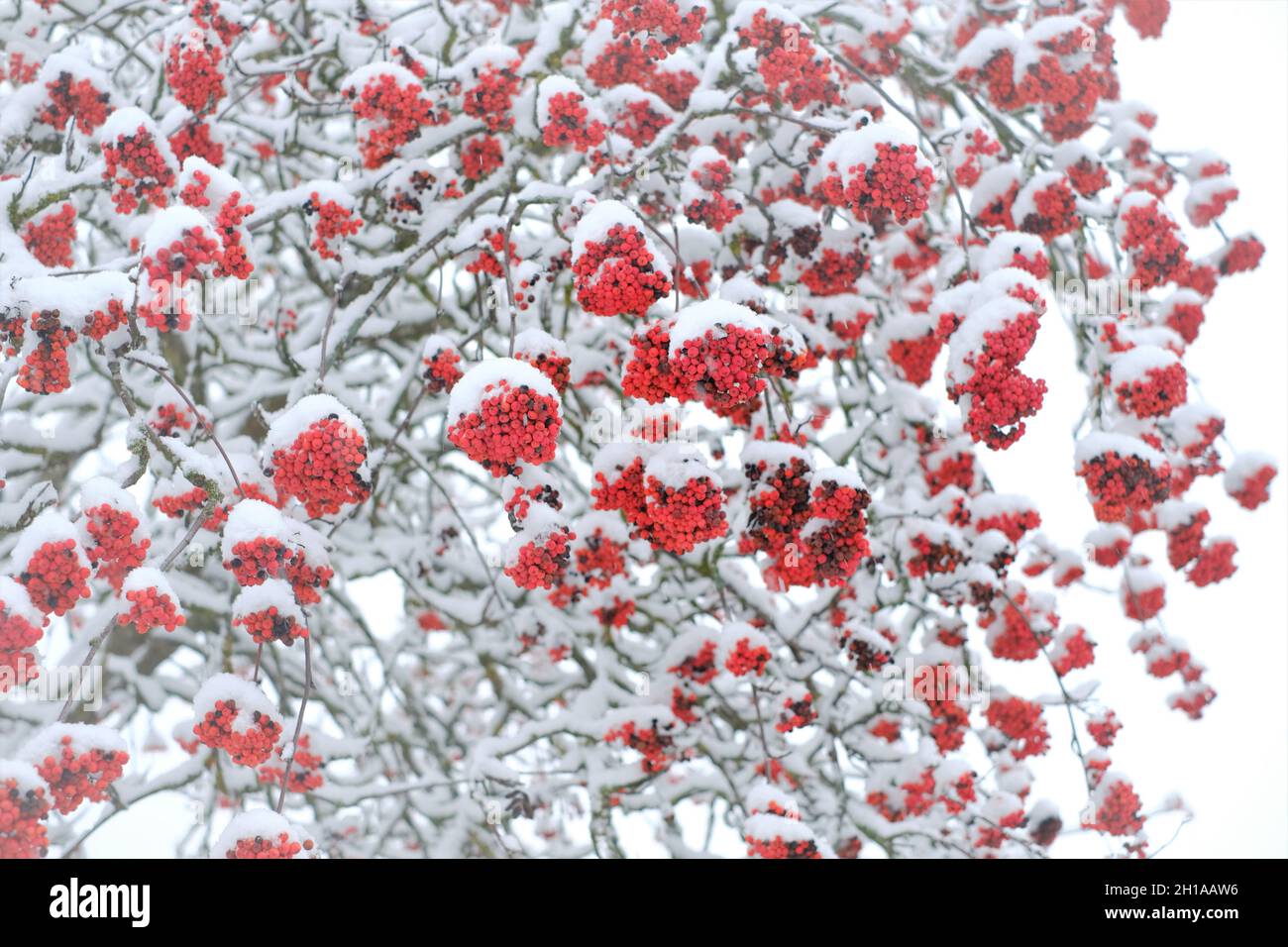 Rowan berries in the snow.Red berries in the snow in the winter garden ...