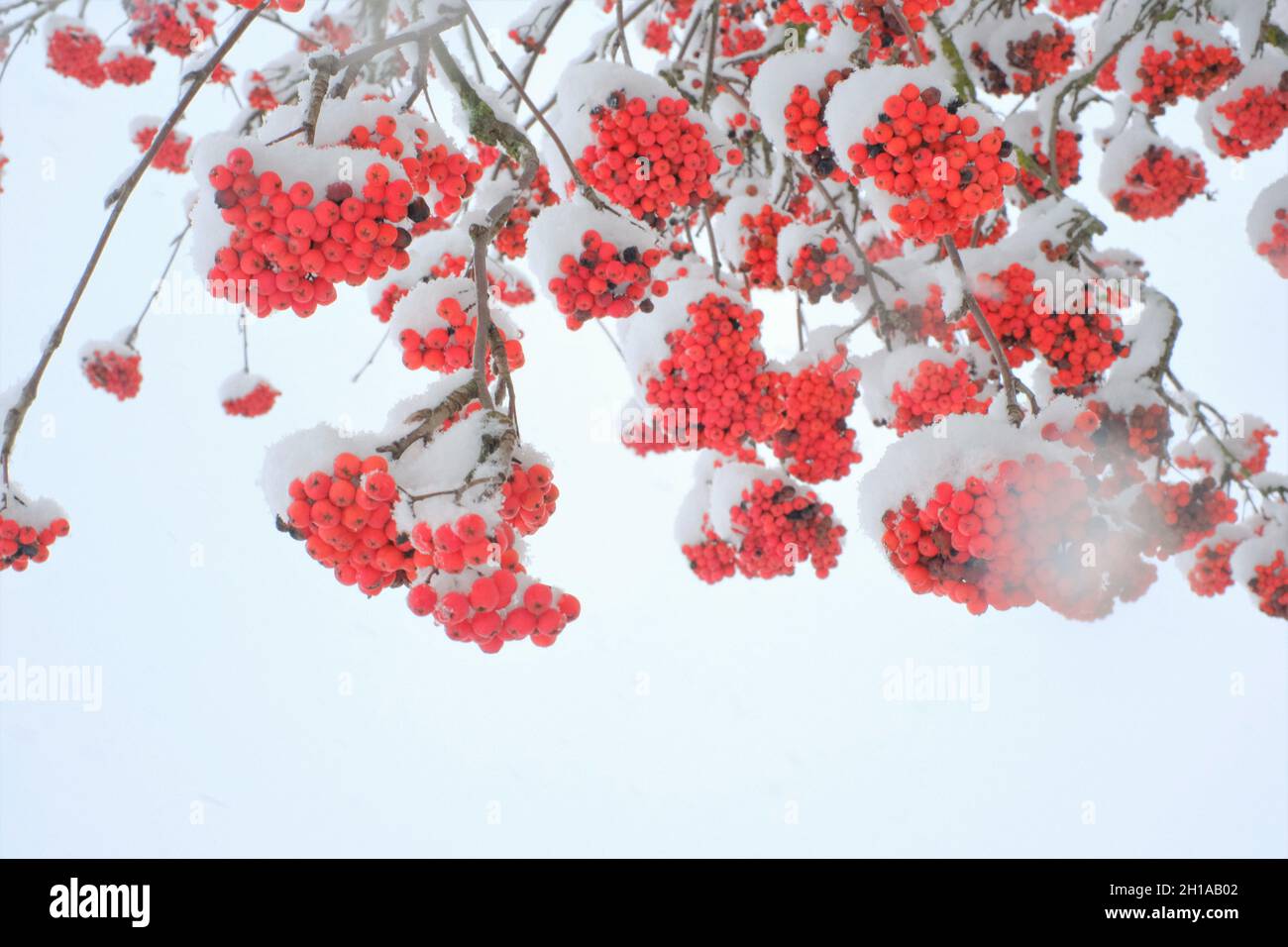 Rowan red berries in the snow.Red berries in the snow in the winter ...