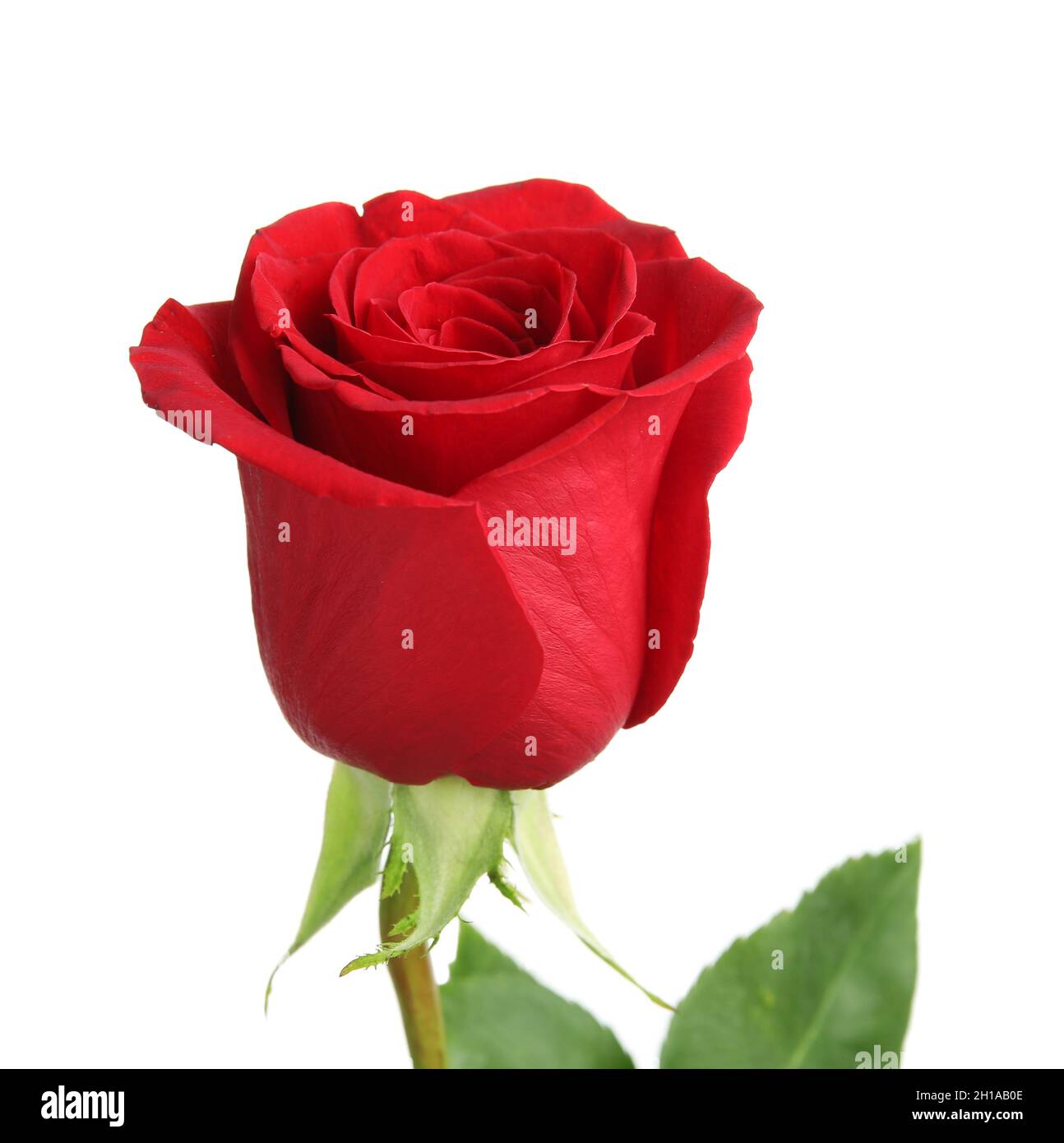 Beautiful red rose isolated on white background Stock Photo - Alamy