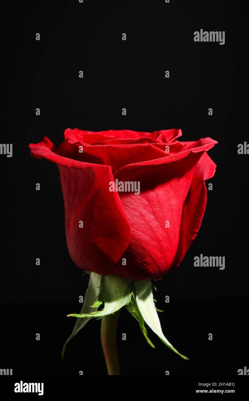 Beautiful fresh red rose on black background Stock Photo - Alamy