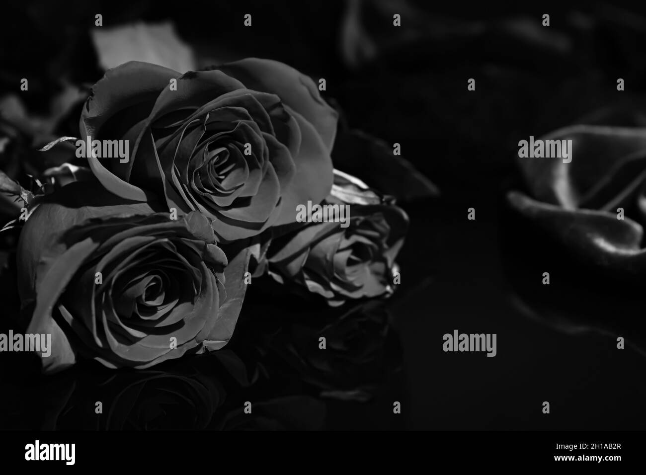 Beautiful black roses on dark background Stock Photo - Alamy