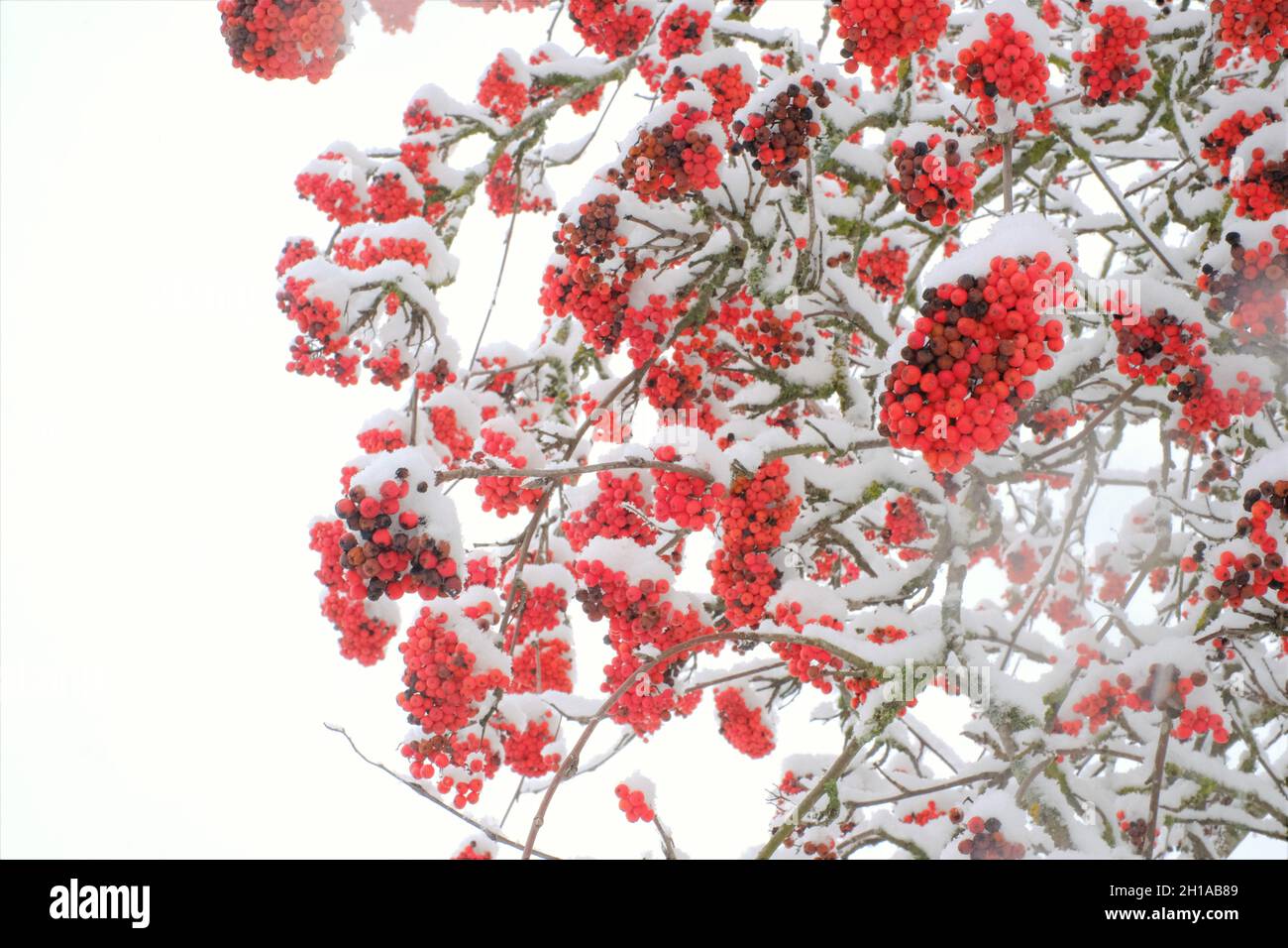 Rowan red berries in the snow.Red berries in the snow in the winter ...