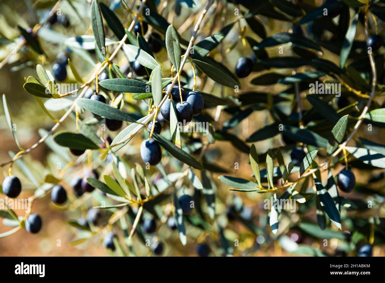 Olive tree branches on sky background Stock Photo - Alamy