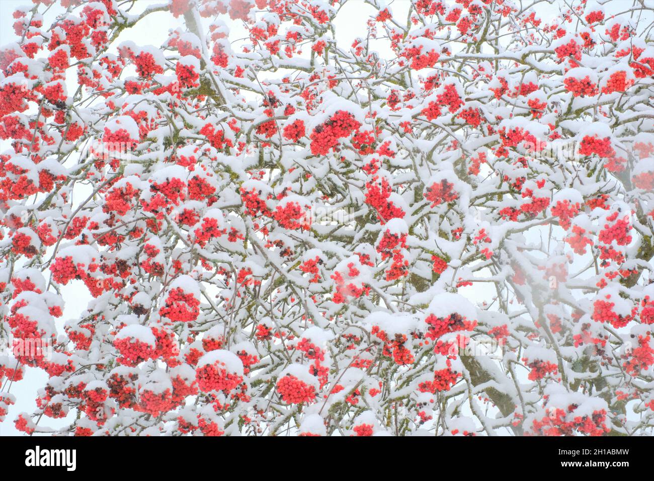 Rowan red berries in the snow.Red berries in the snow in the winter ...