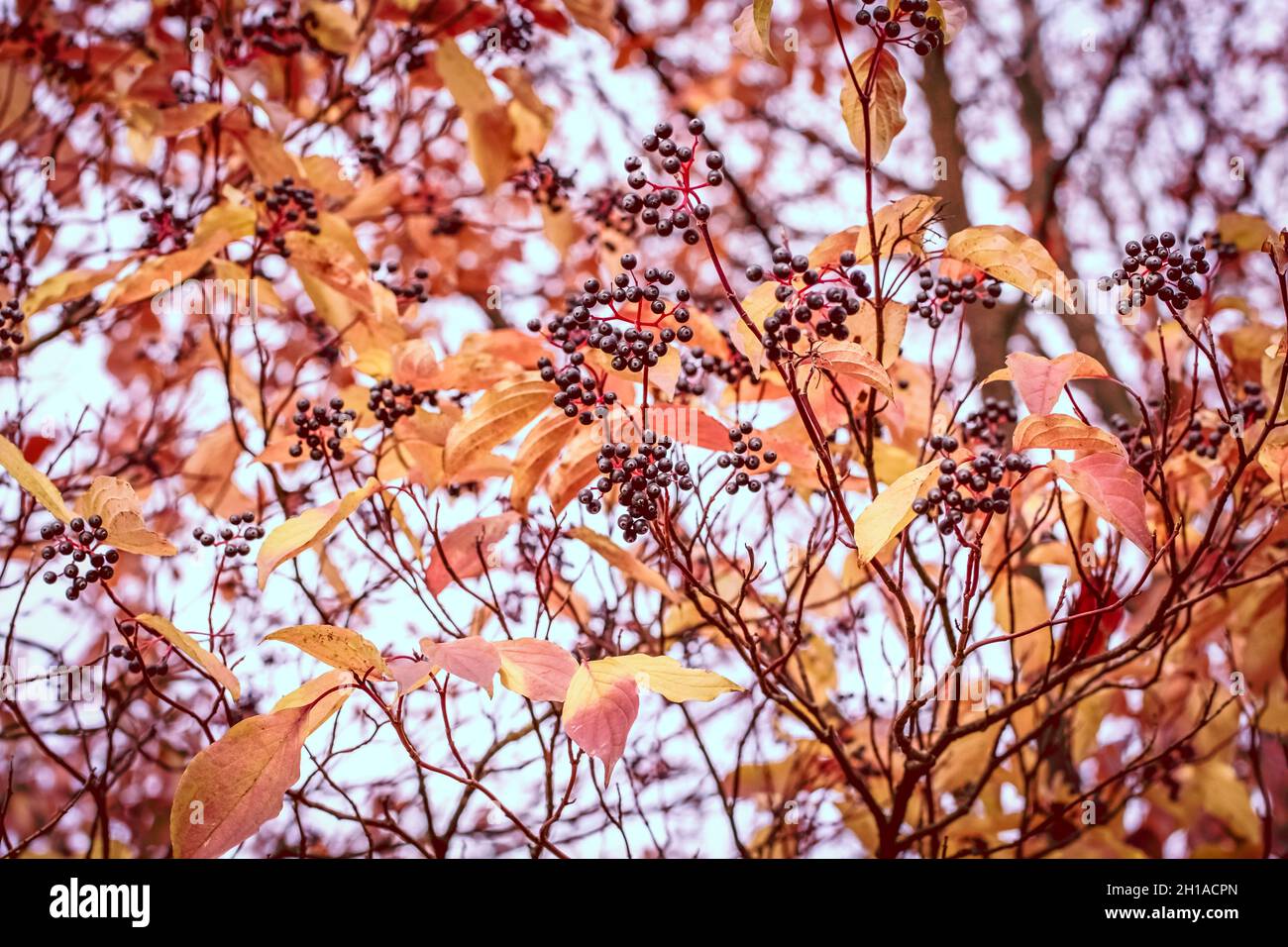 Clusters of black berries hi-res stock photography and images - Alamy