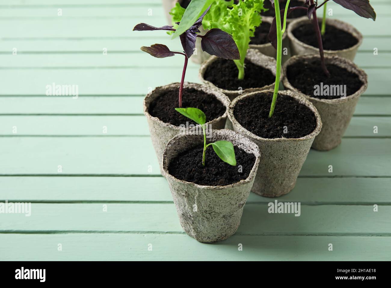Plants seedlings in peat pots on color wooden background Stock Photo ...