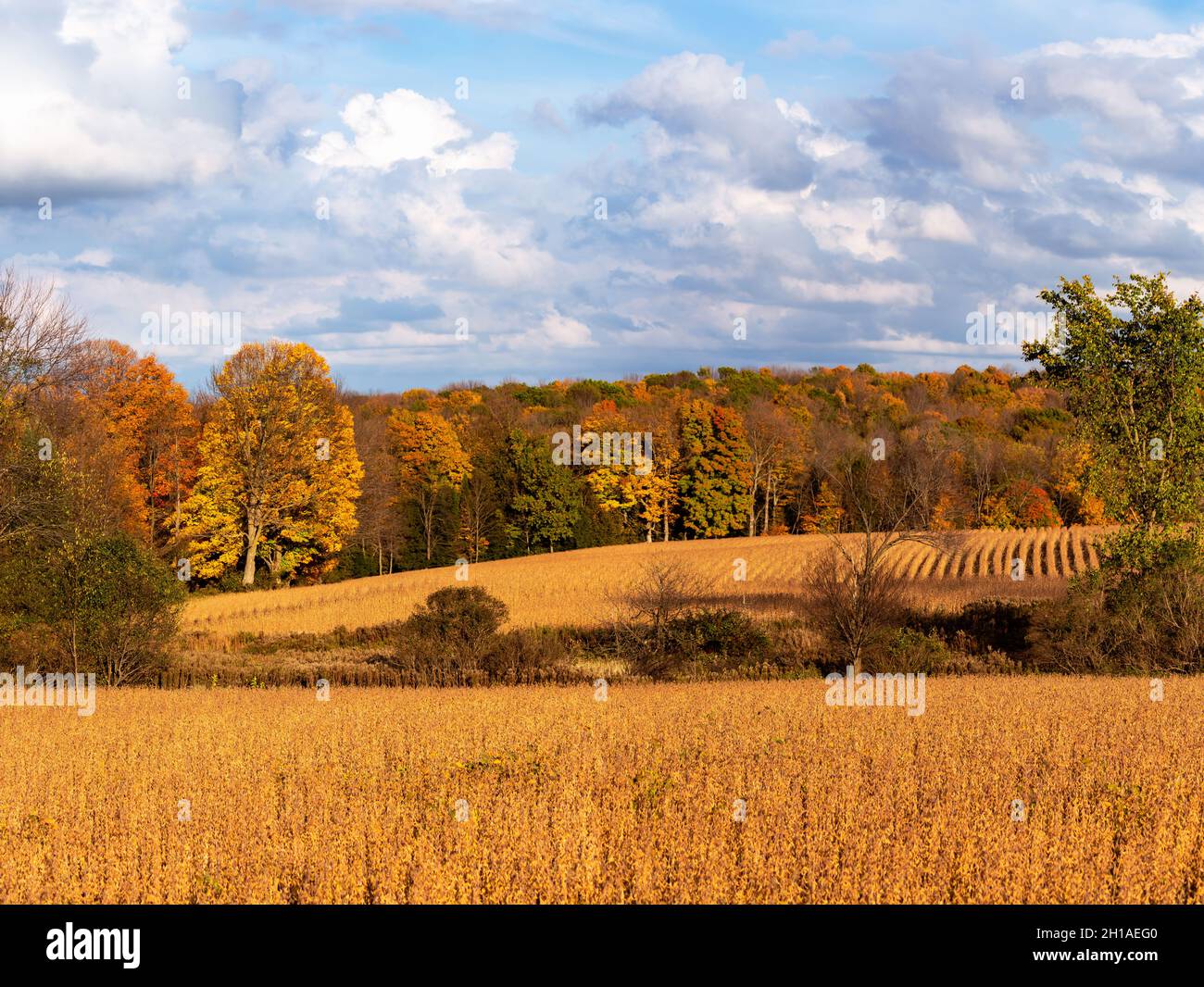 Wisconsin farmland with a soybean field and colorful forest in autumn ...