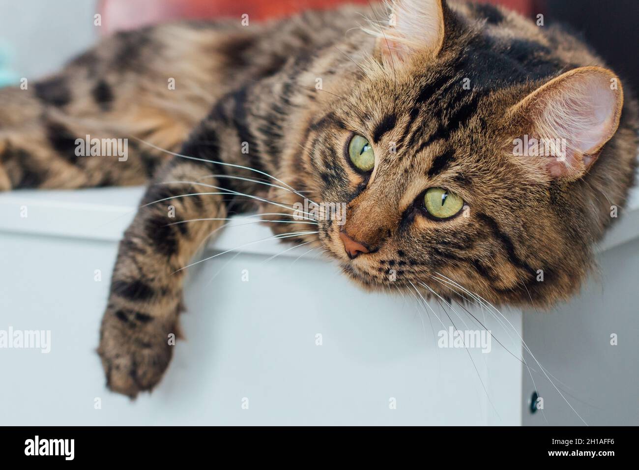 Long-haired charcoal bengal kitty cat laying on the table indoors Stock ...