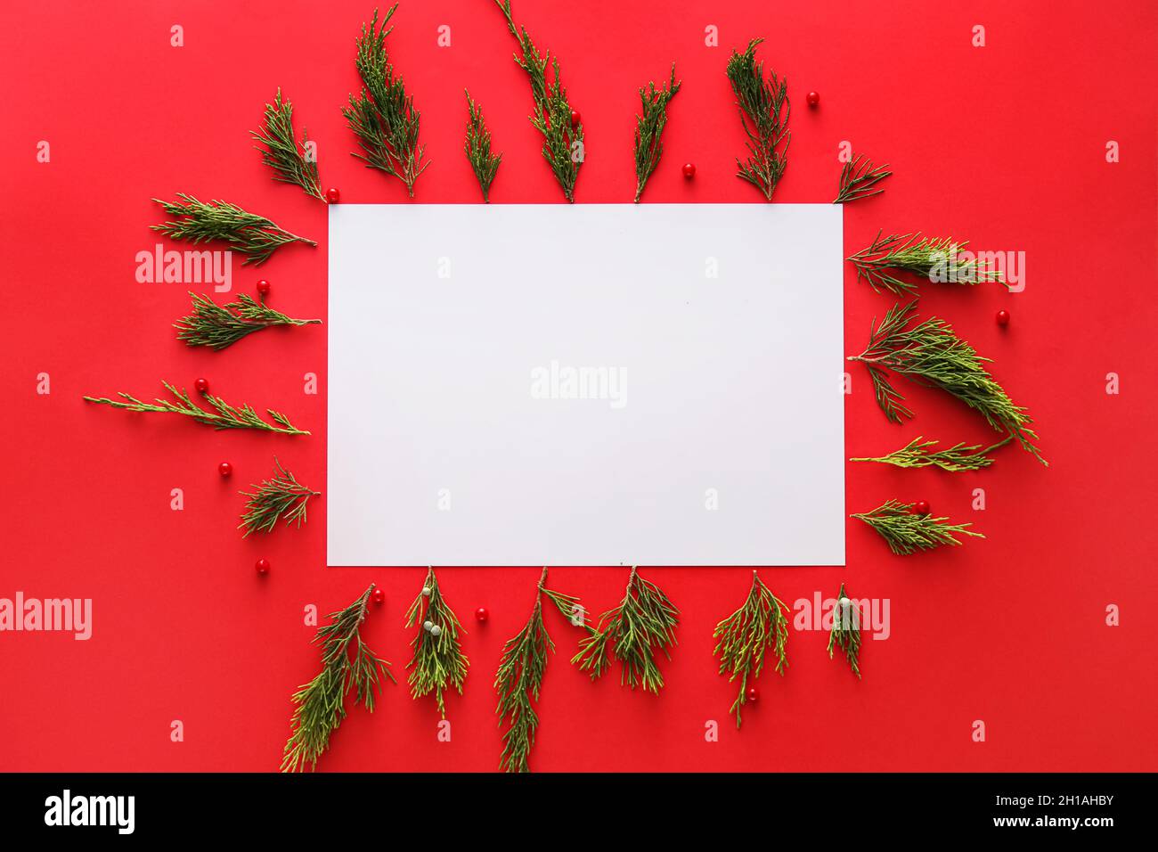 Composition with blank sheet of paper and coniferous branches on red ...