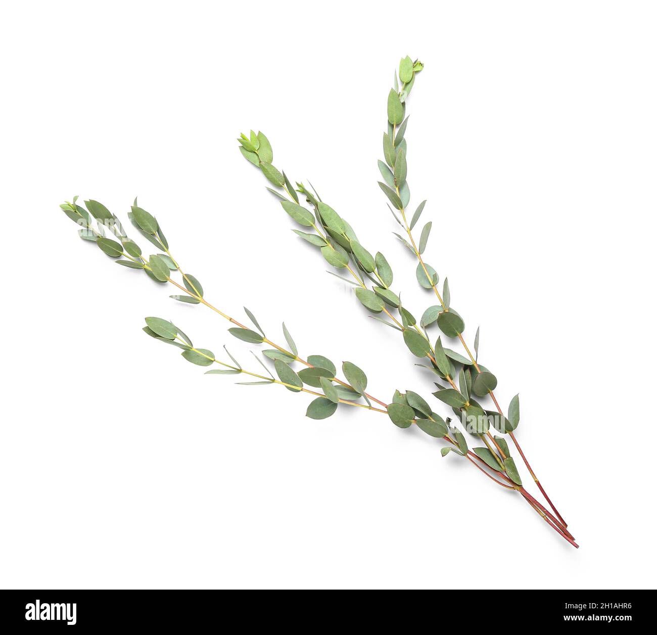 Green twigs on white background Stock Photo - Alamy