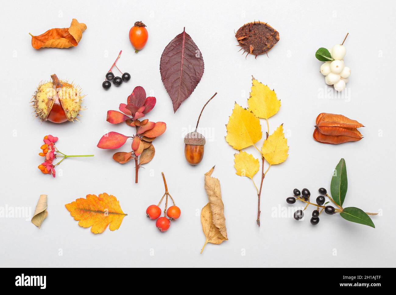 Autumn composition with fallen leaves on white background Stock Photo ...