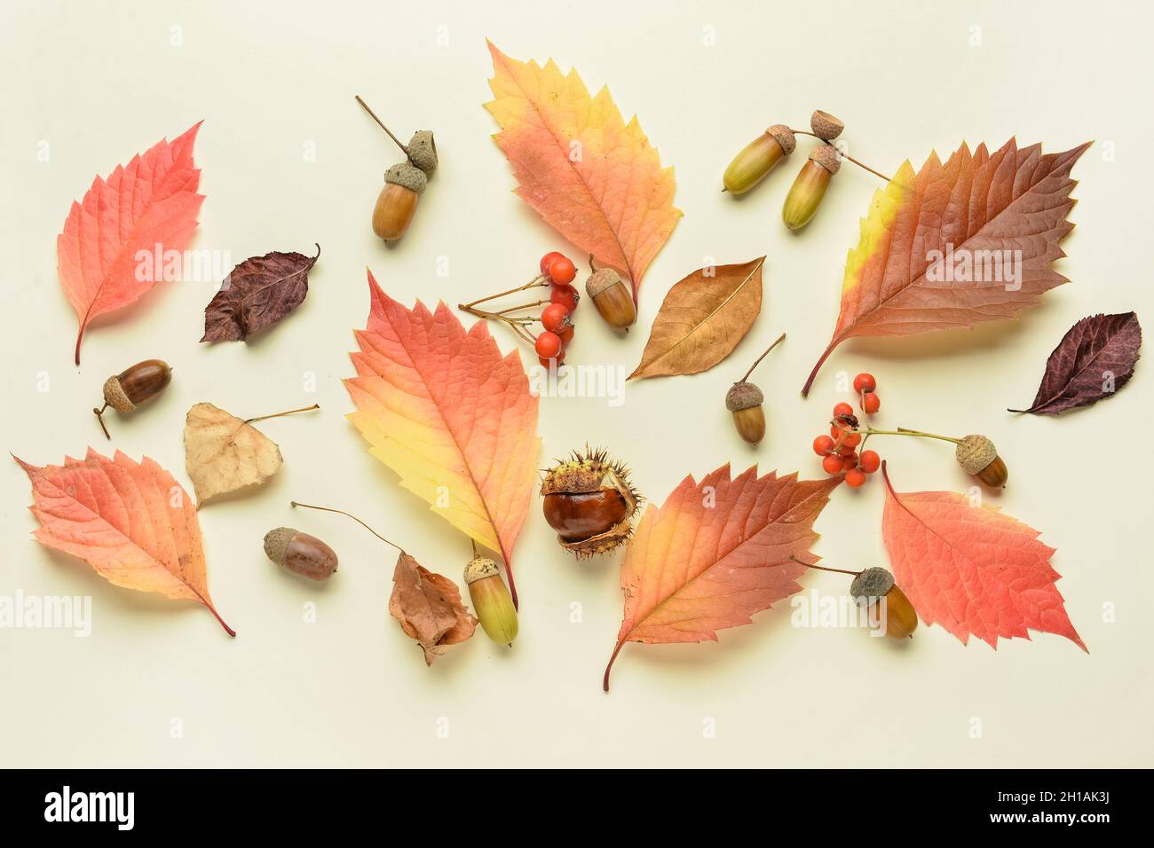Beautiful autumn composition with acorns and leaves on white background ...
