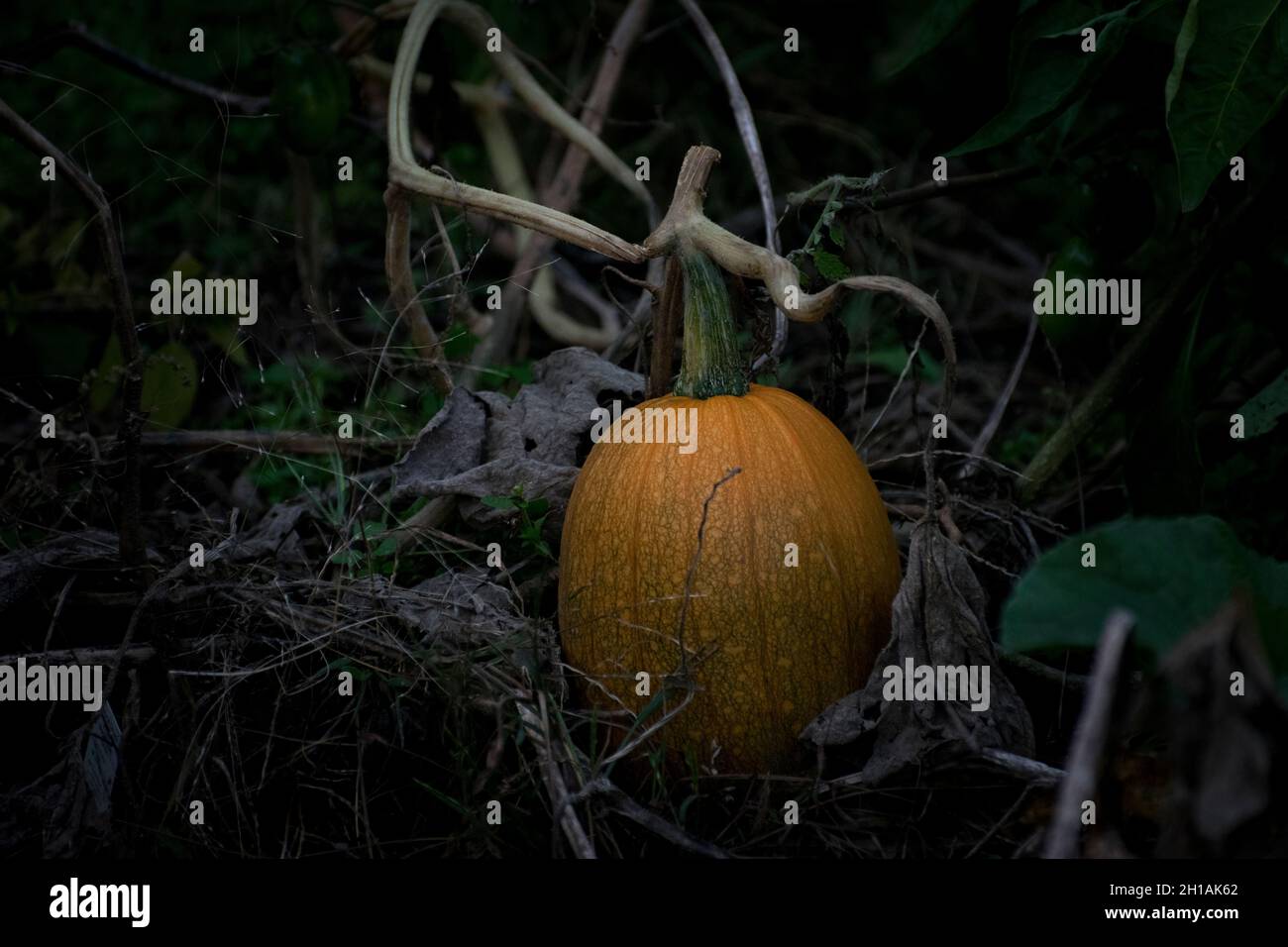 Colours in nature hi-res stock photography and images - Alamy