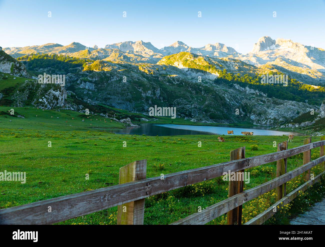Cows grazing in highland pastures of Covadonga Stock Photo - Alamy