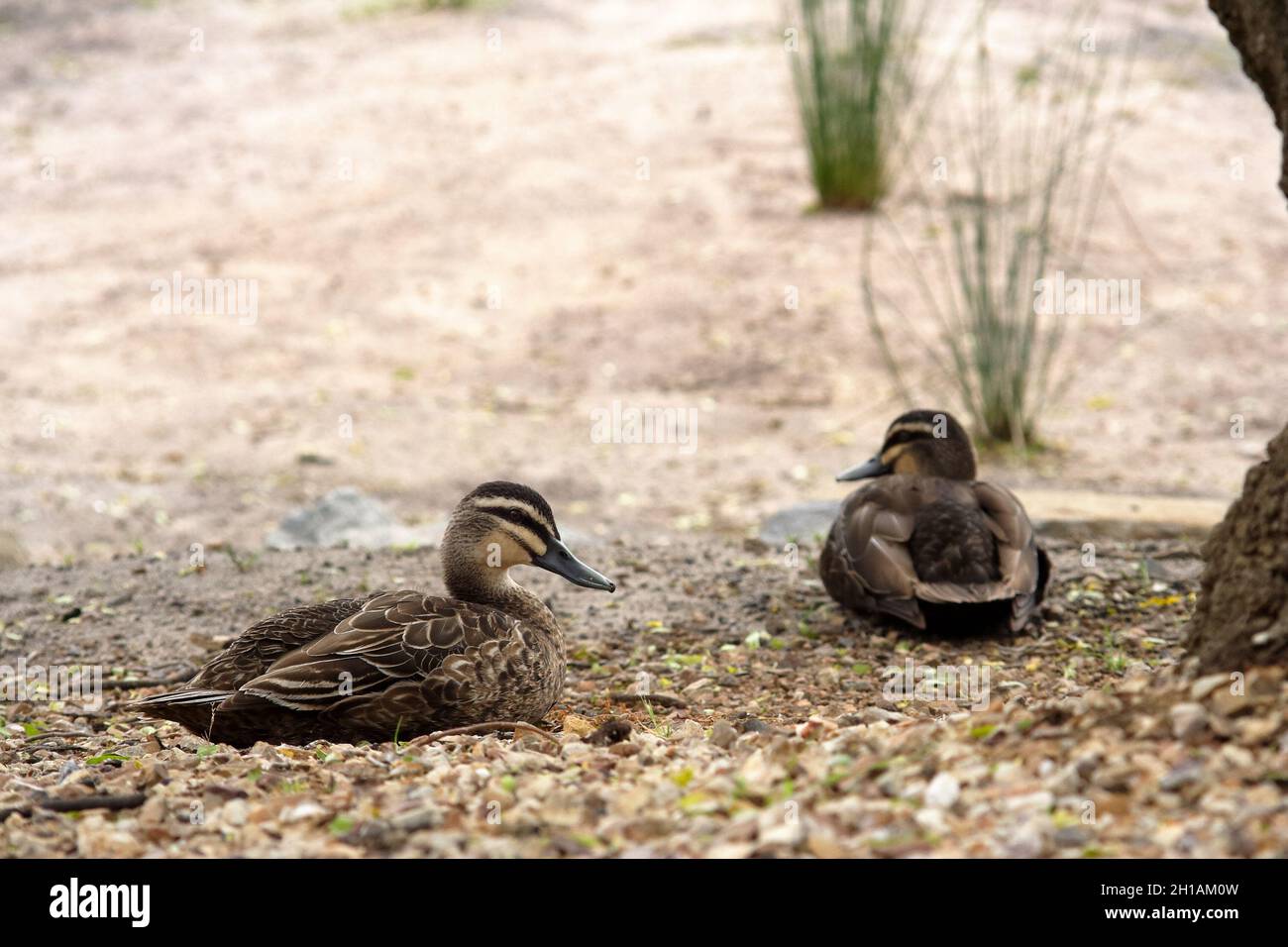 Juvenile Pacific Black Ducks, Anas superciliosa, resting on gravel at ...