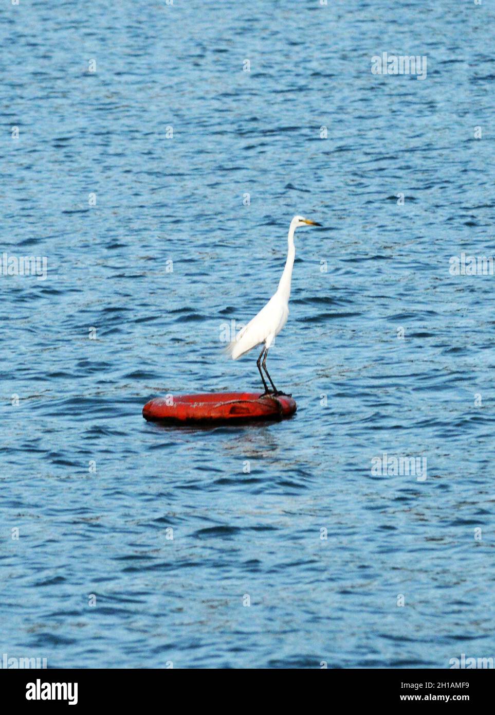 Yung bird hi-res stock photography and images - Alamy