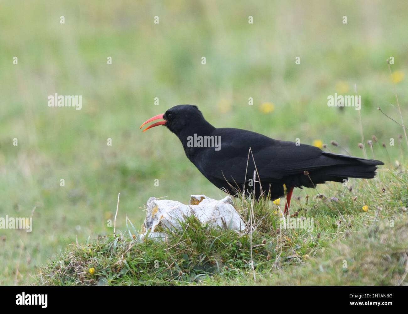 Short curved beak hi-res stock photography and images - Alamy