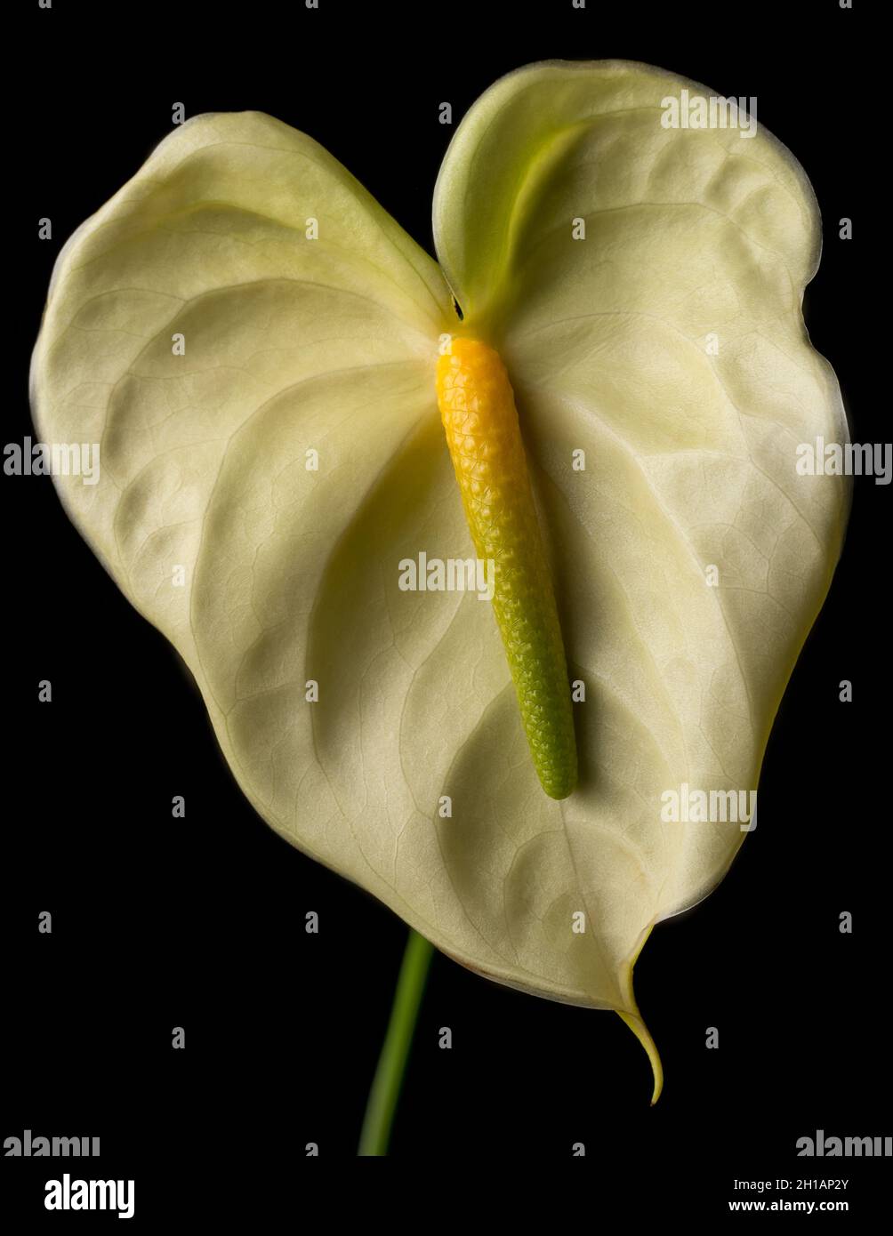 anthurium flower, also known as tailflower, flamingo and laceleaf ...