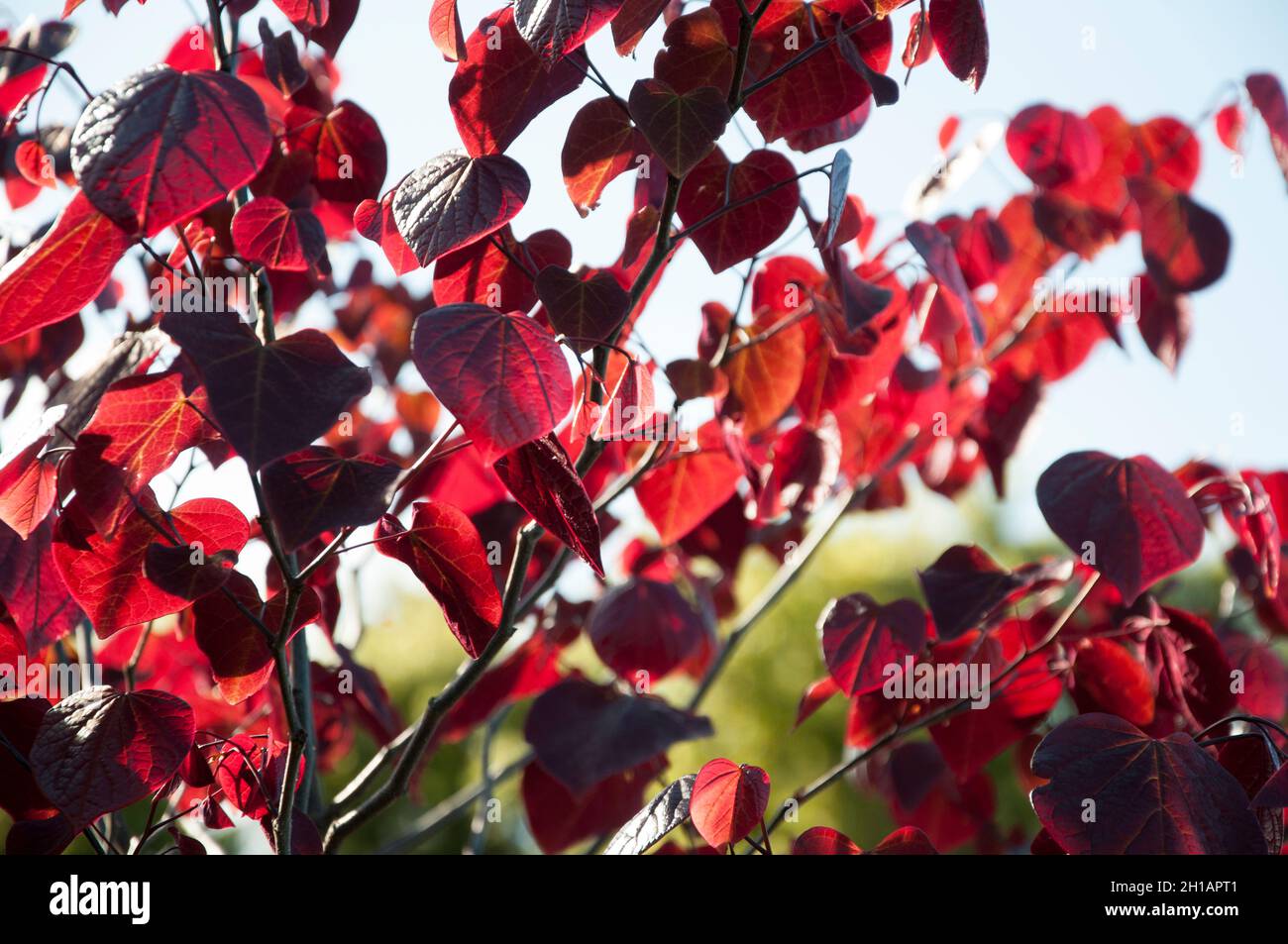 Cercis canadensis forest pansy hi-res stock photography and images - Alamy