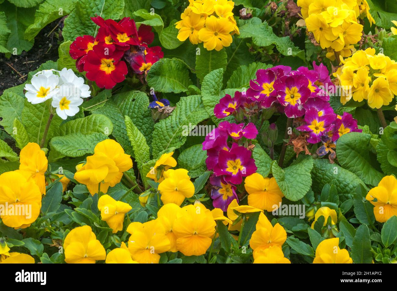 Spring blooms in the Fitzroy Gardens, Melbourne, Australia Stock Photo ...