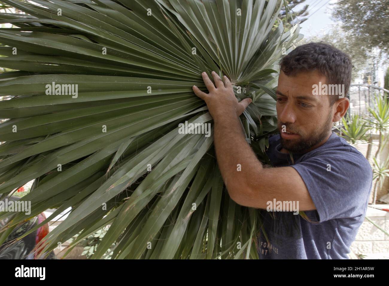 A member of the Samaritan sect seen carrying branches of palm trees ...