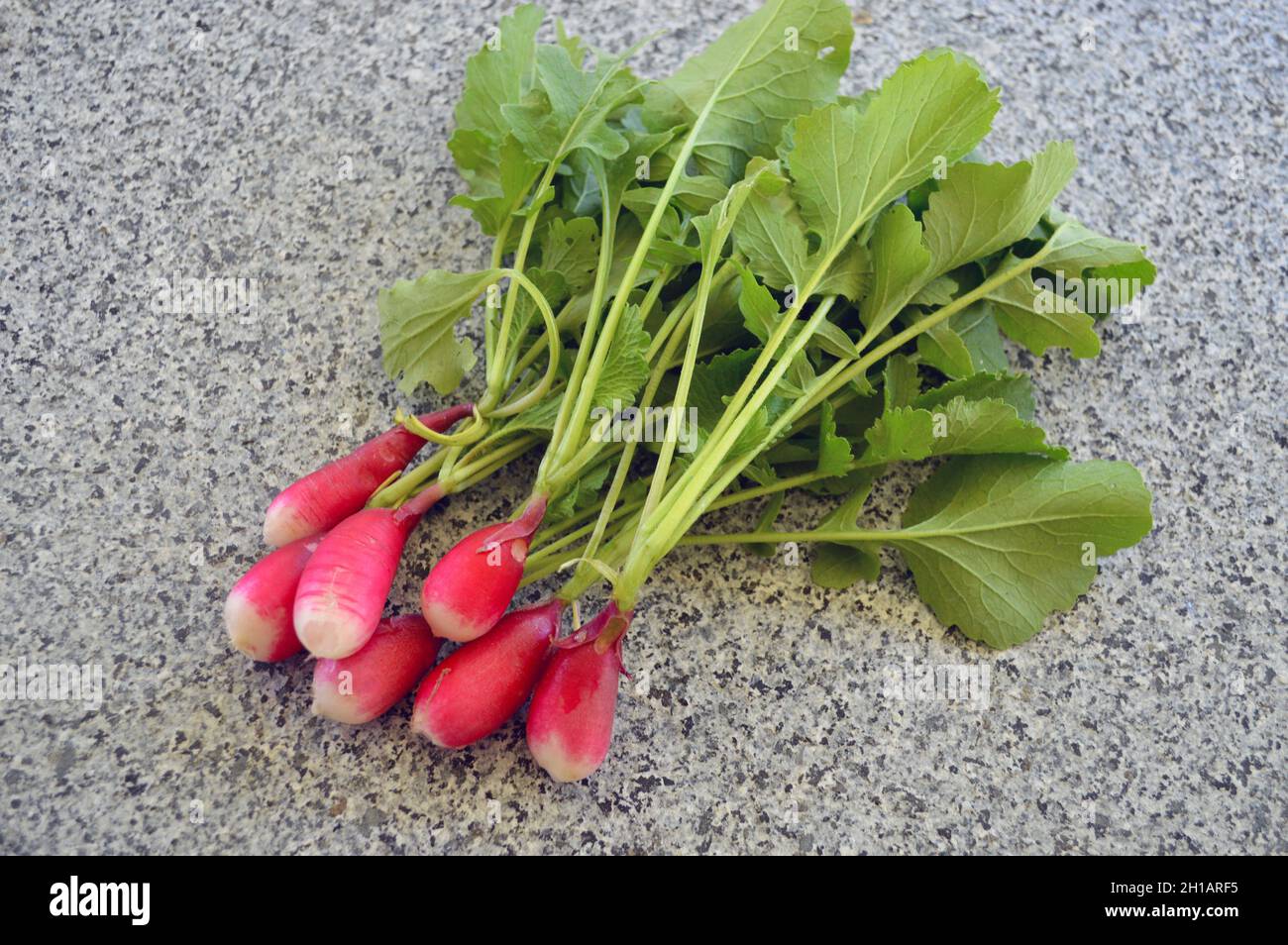 Kitchen radishes hi-res stock photography and images - Alamy