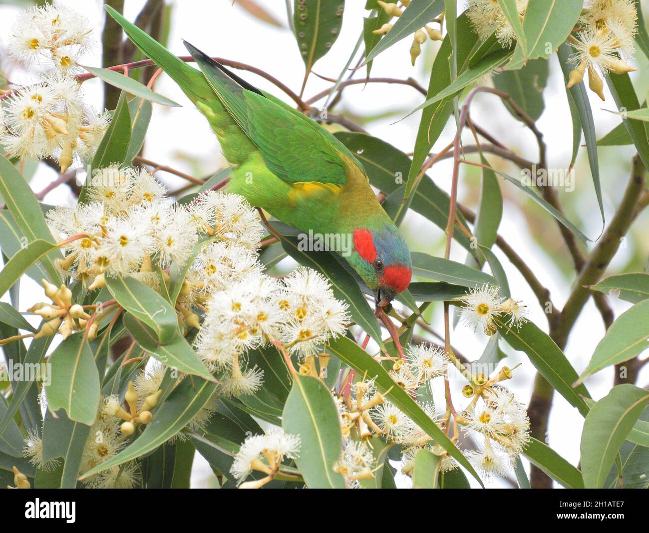 A wild Musk Lorikeet (Glossopsitta concinna) feeding on Eucalyptus ...