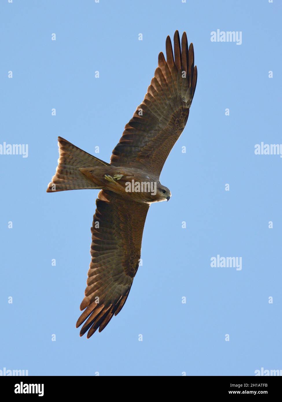 Common australian raptor hi-res stock photography and images - Alamy