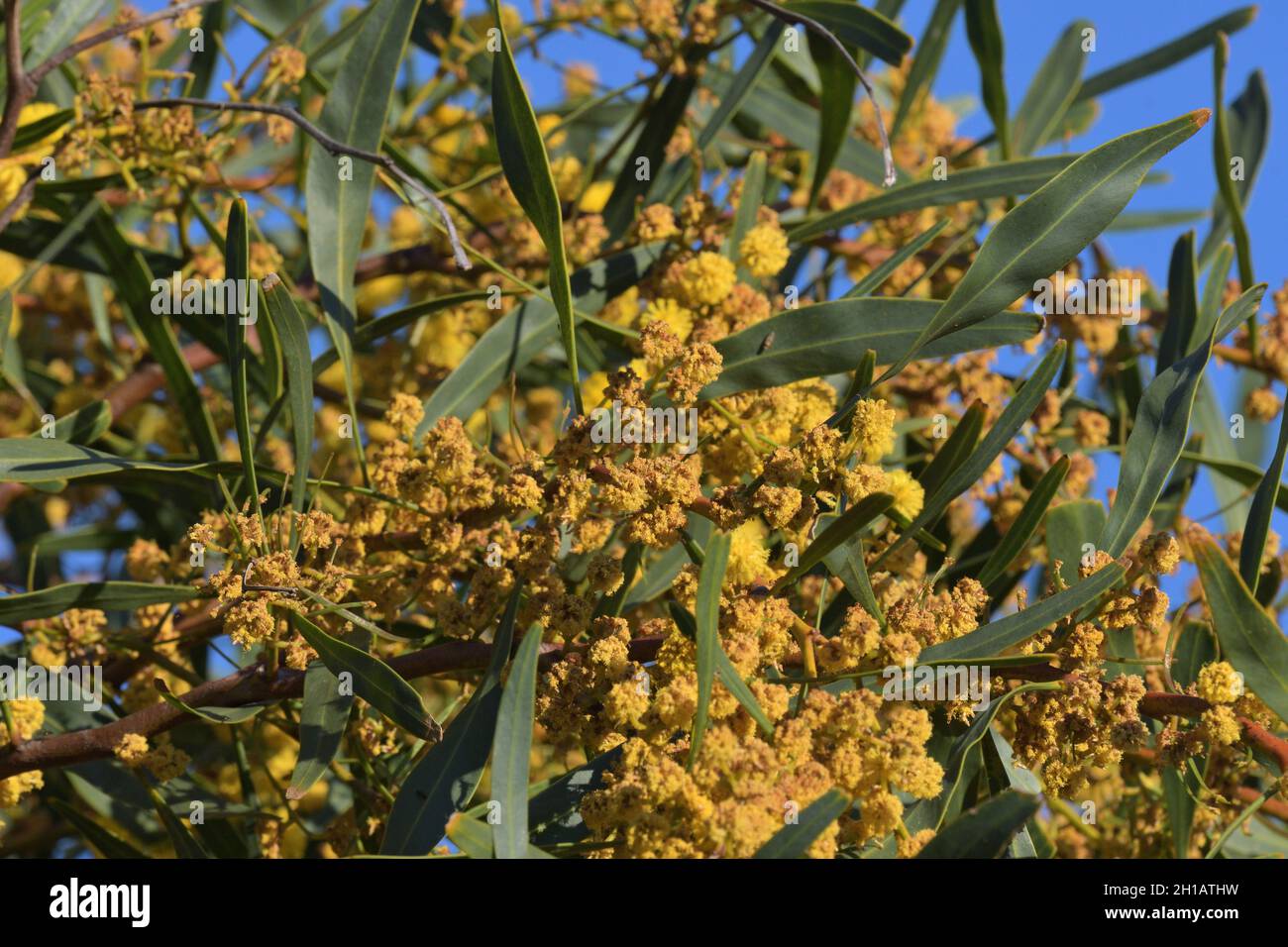 Yellow flowers and leaves of an Acacia (Wattle) tree on the NSW Central ...