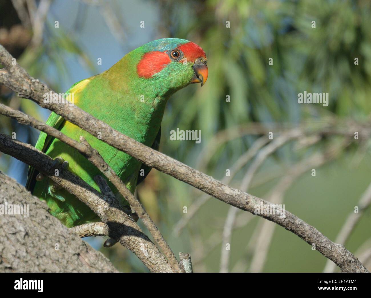 A Musk Lorikeet (Glossopsitta concinna) in the wild in NSW, Australia ...