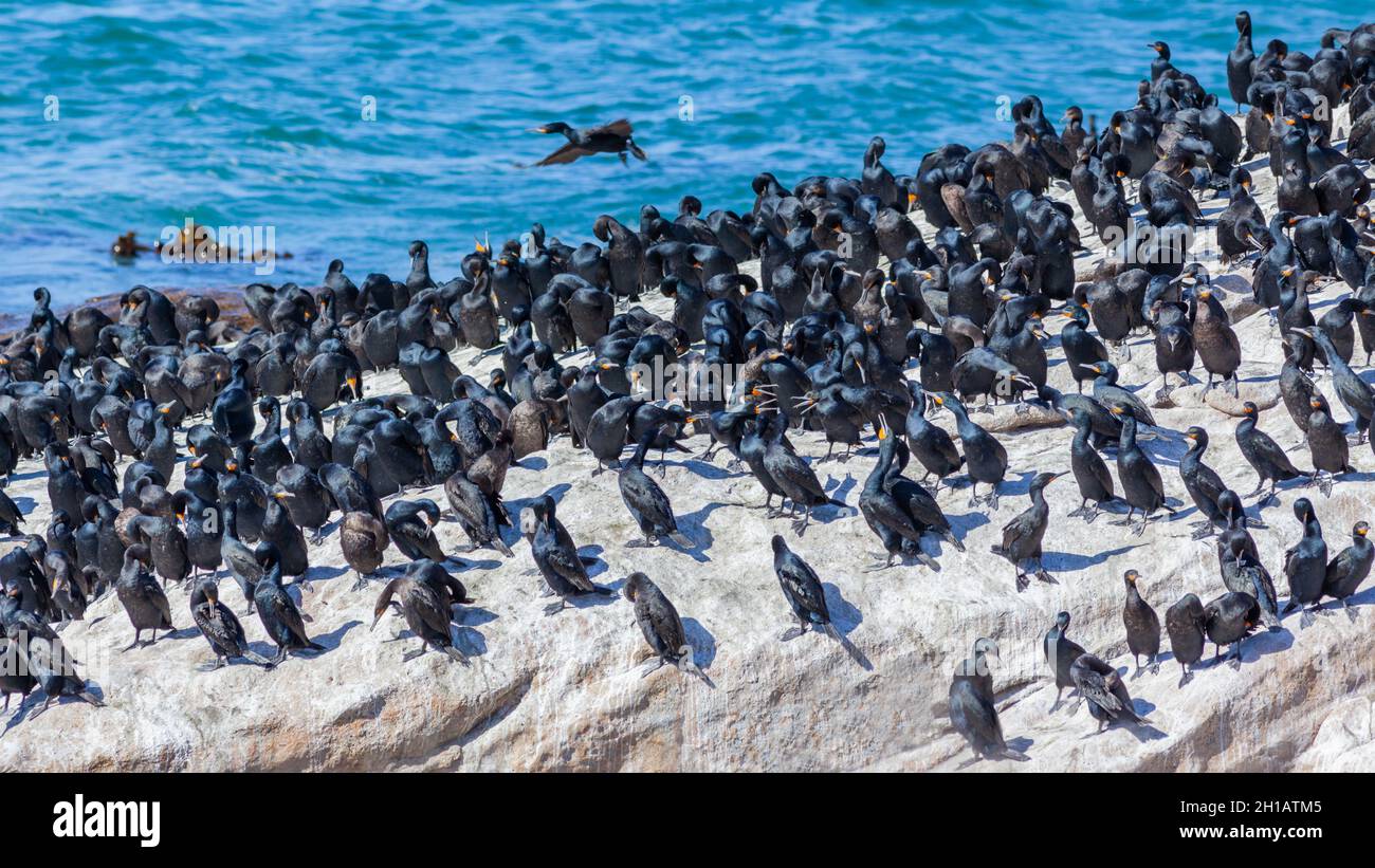 The Cape cormorant or Cape shag (Phalacrocorax capensis) is a bird ...