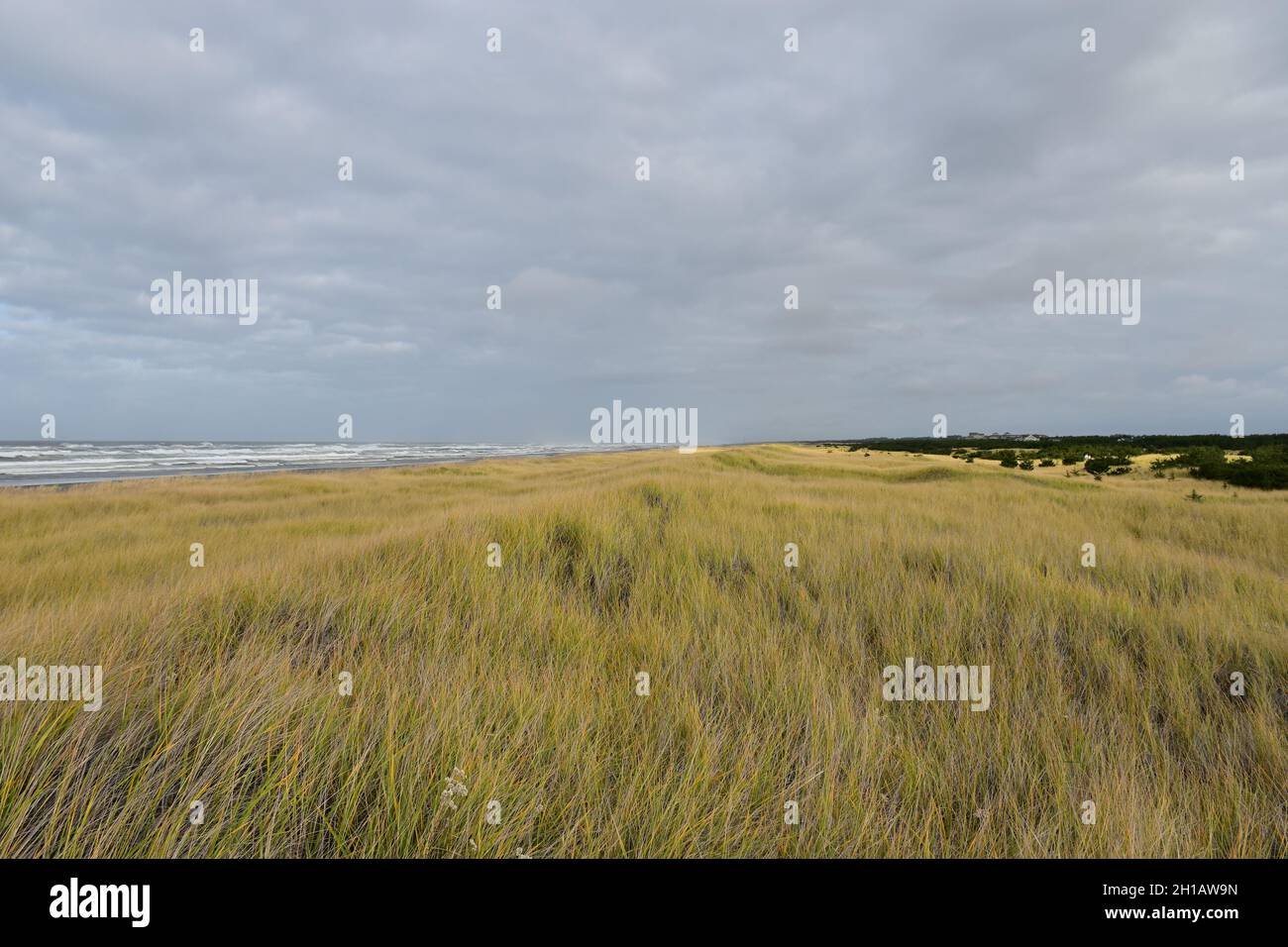 Footpath to the beach across sand dunes at Seaview, Long Beach ...