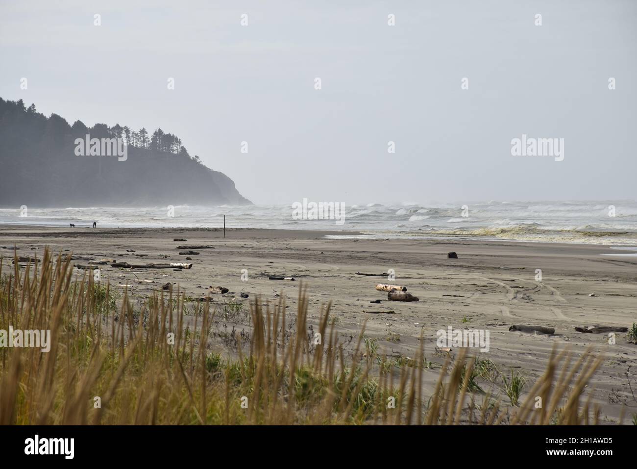 Cape Disappointment and the sandy beach with driftwood seen from ...
