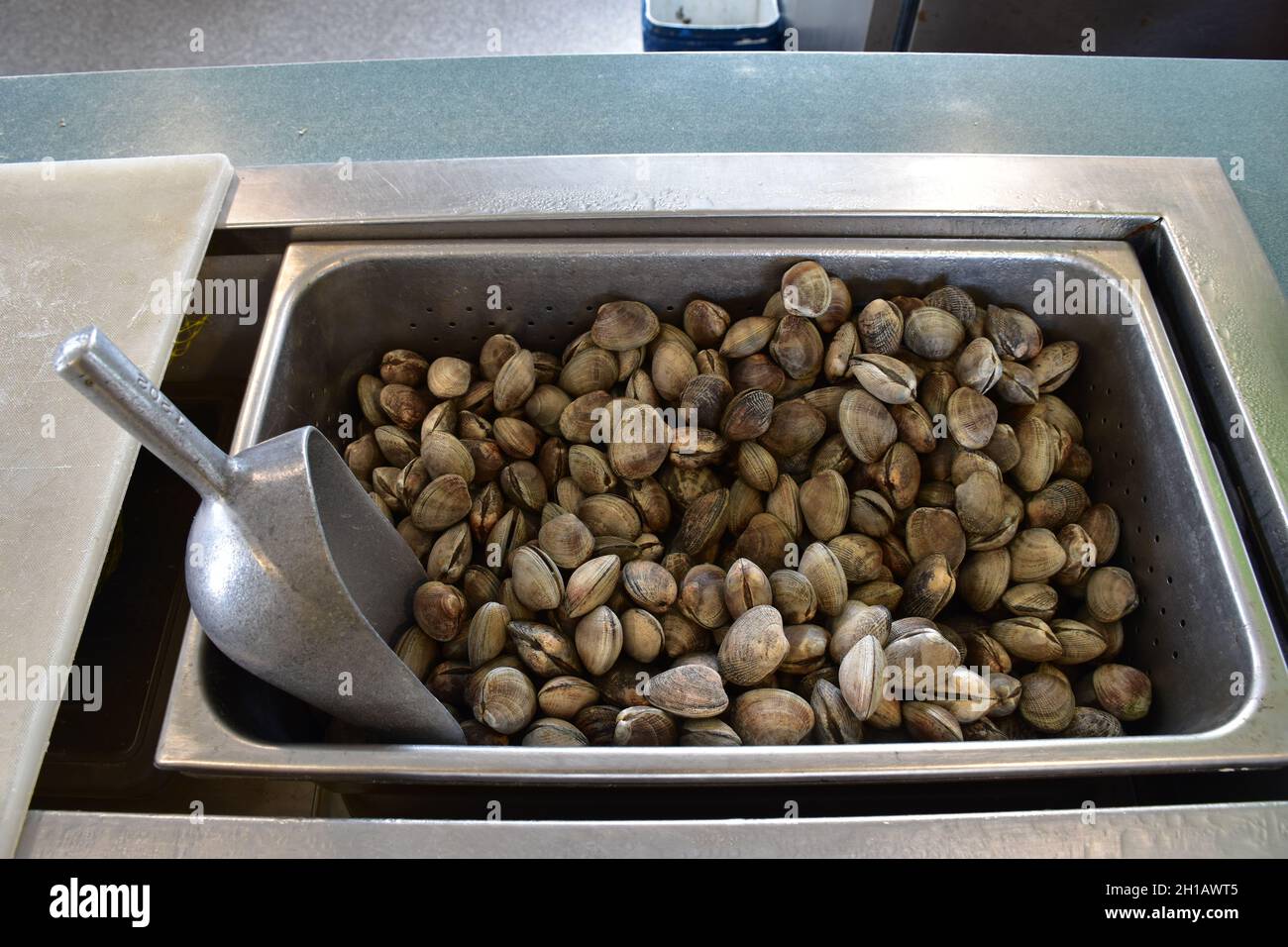 Fresh Manila clams on sale at Oysterville Sea Farms, Willapa Bay, Long ...