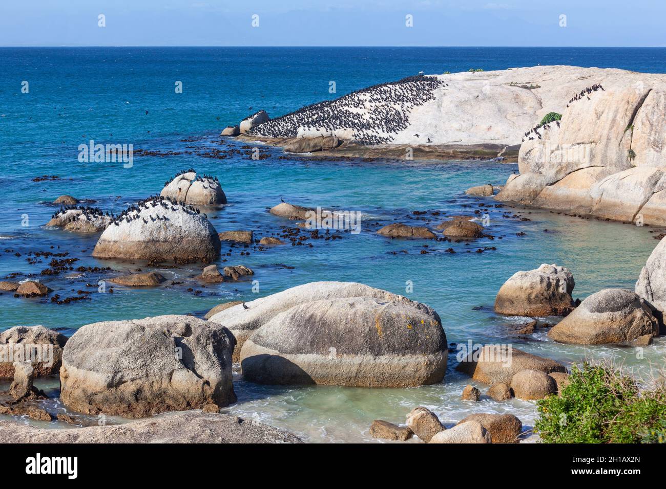 The Cape cormorant or Cape shag (Phalacrocorax capensis) is a bird ...