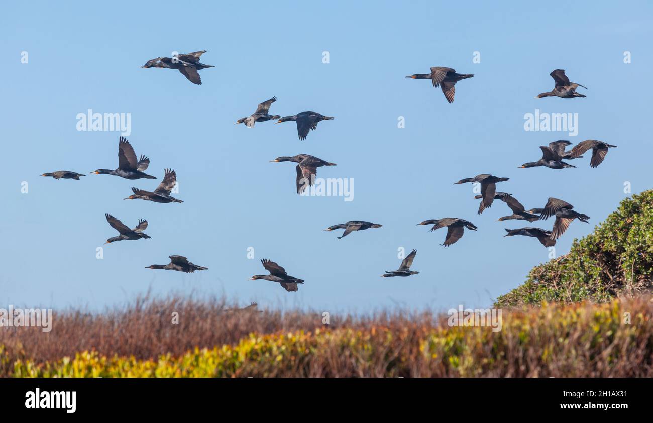 The Cape cormorant or Cape shag (Phalacrocorax capensis) is a bird ...