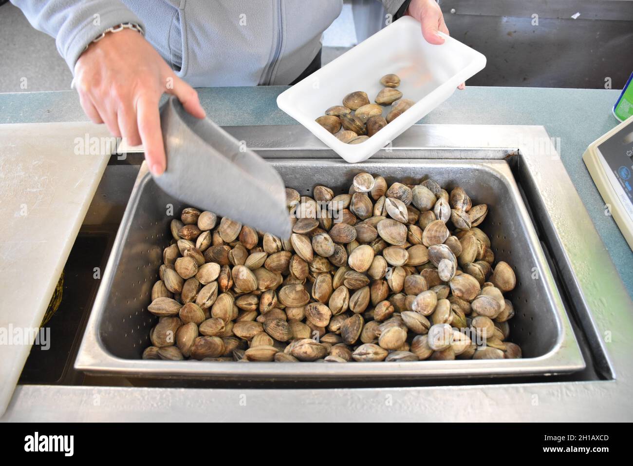 Fresh Manila clams at Oysterville Sea Farms, Willapa Bay, Long Beach ...