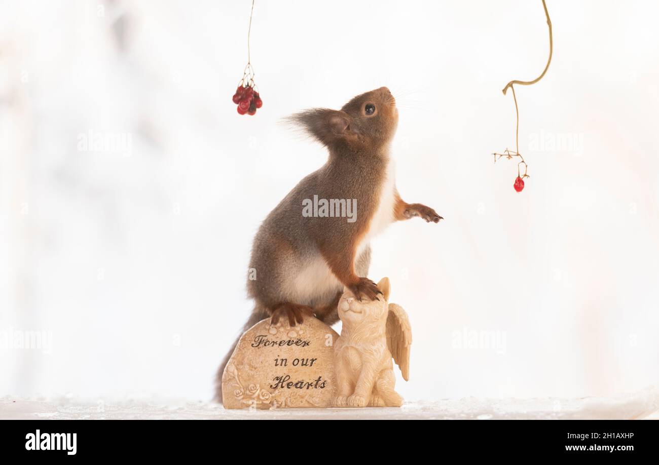 Dying squirrel hi-res stock photography and images - Alamy