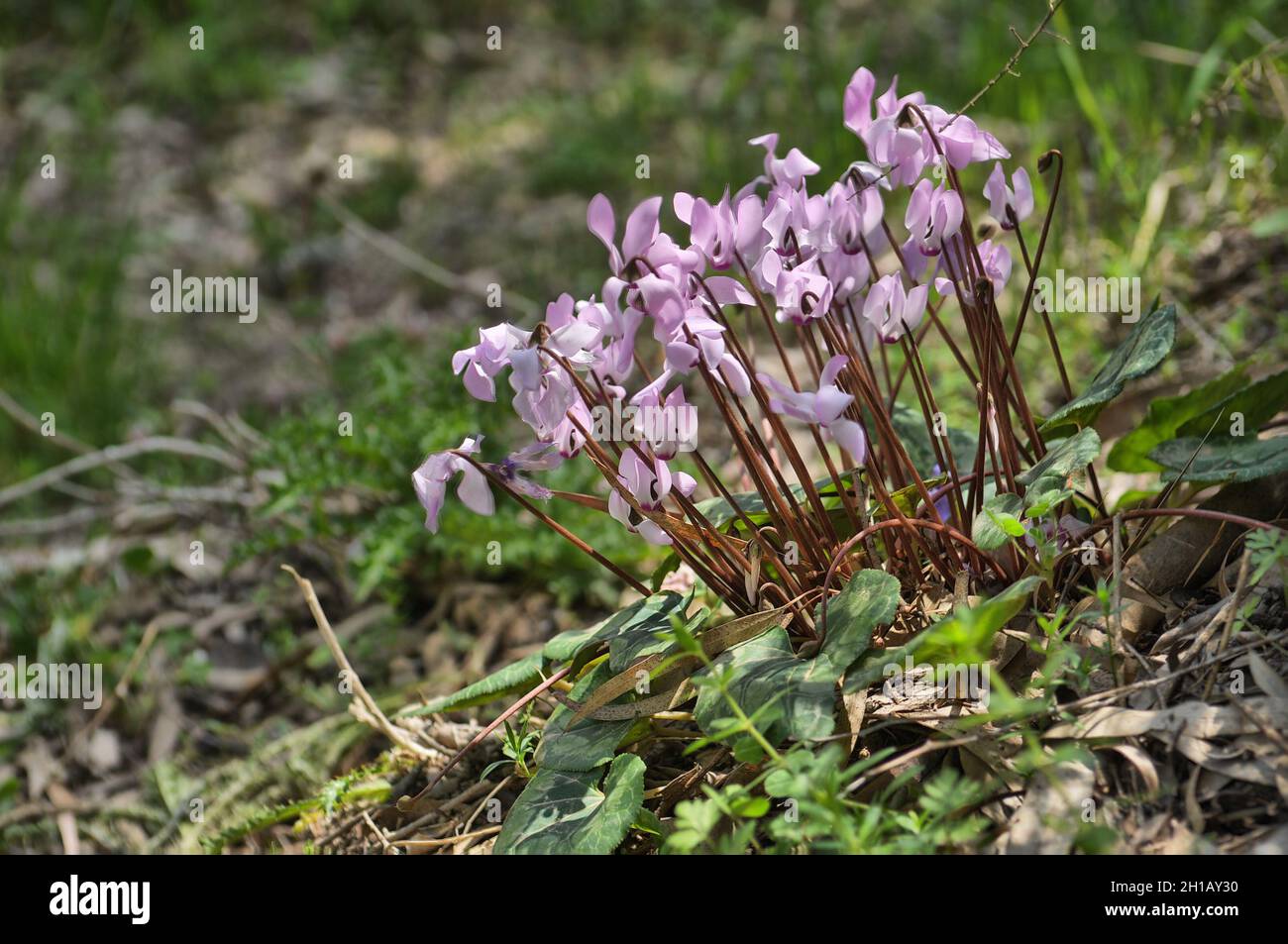 Cyclamen persicum grows in a forest in Israel Stock Photo - Alamy