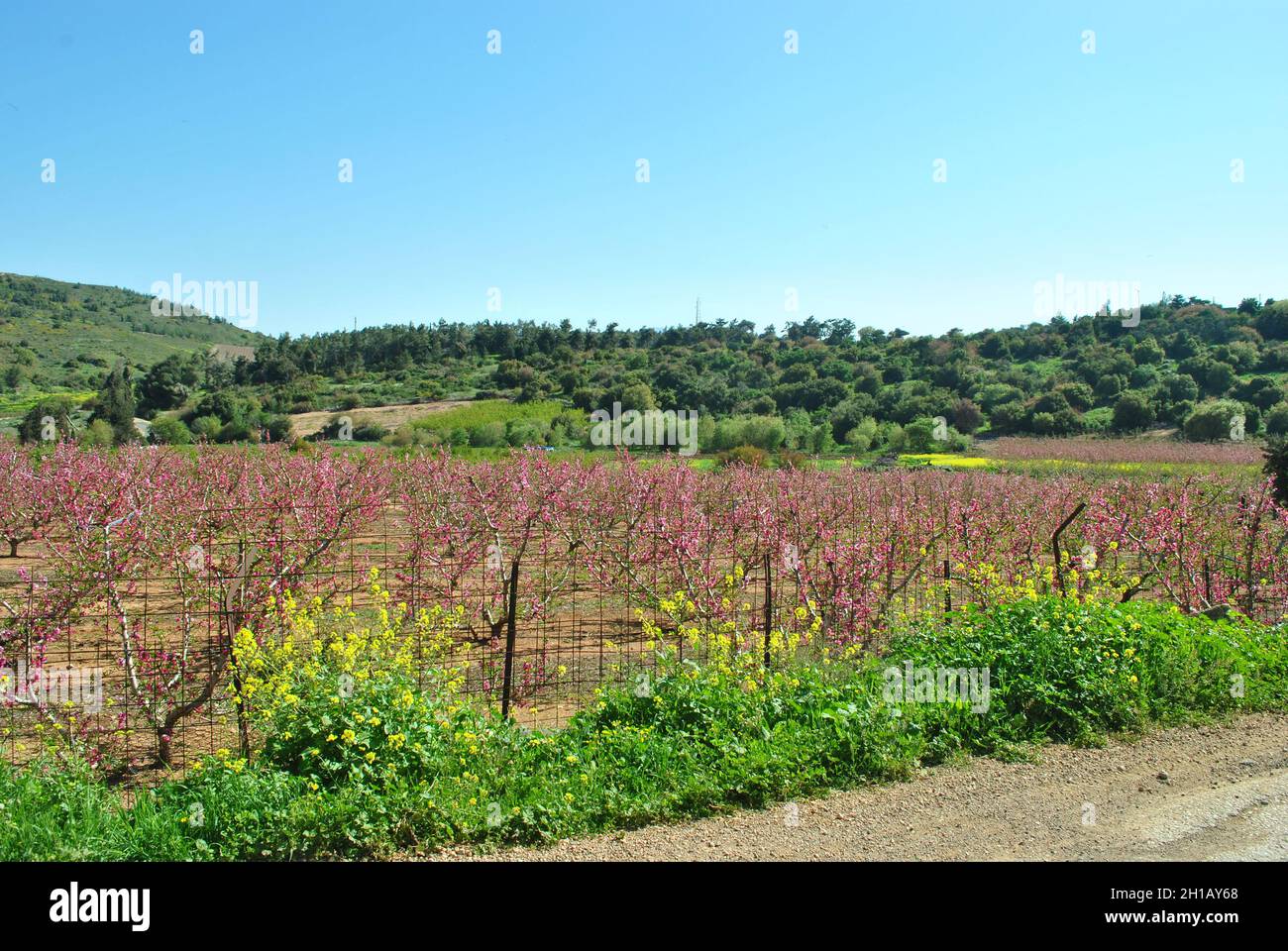 Blossoming almond tree in Israel Stock Photo - Alamy