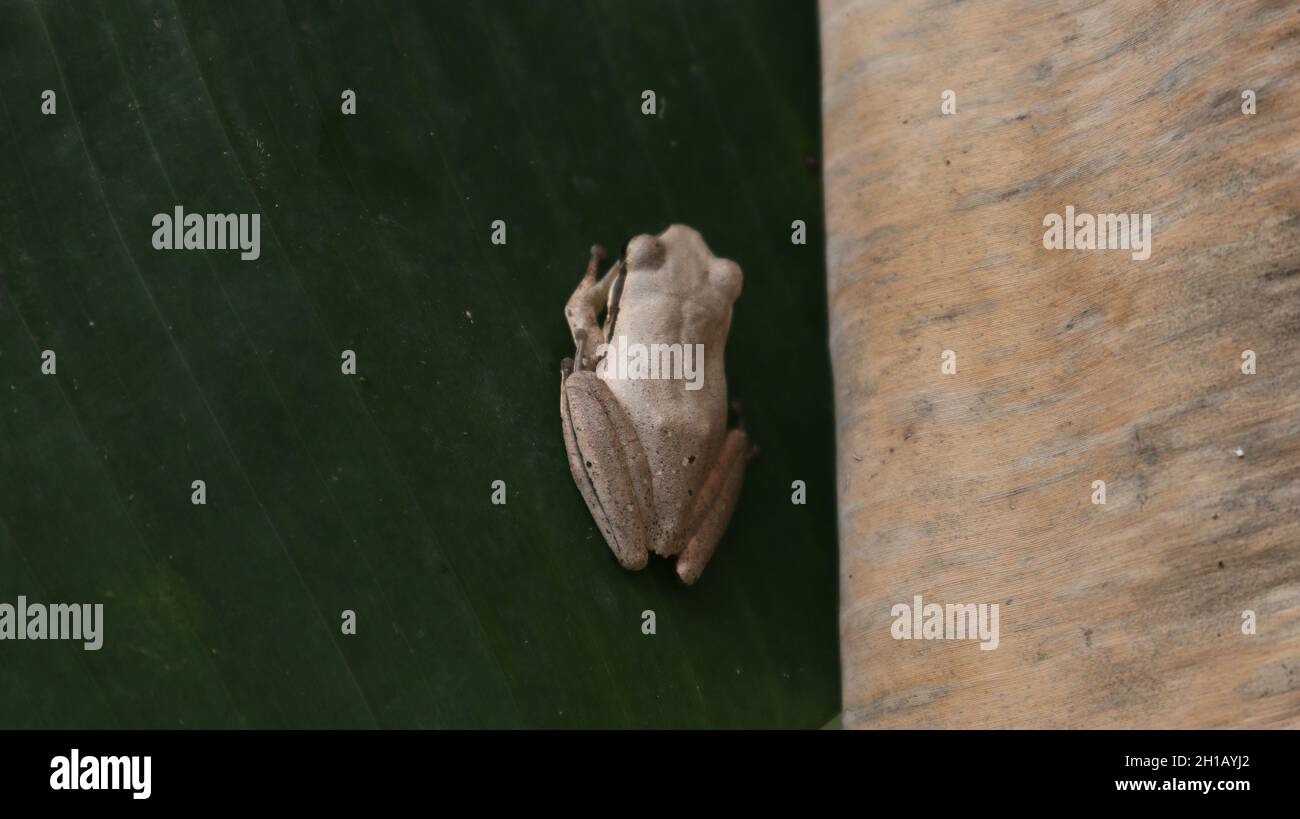 Back side of an Indian tree frog sitting top of a banana leaf Stock ...