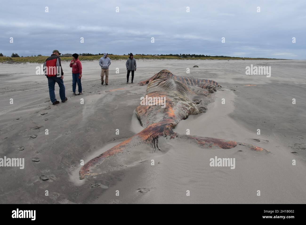 Passers by look at a dead and decomposing humpback whale thought to ...