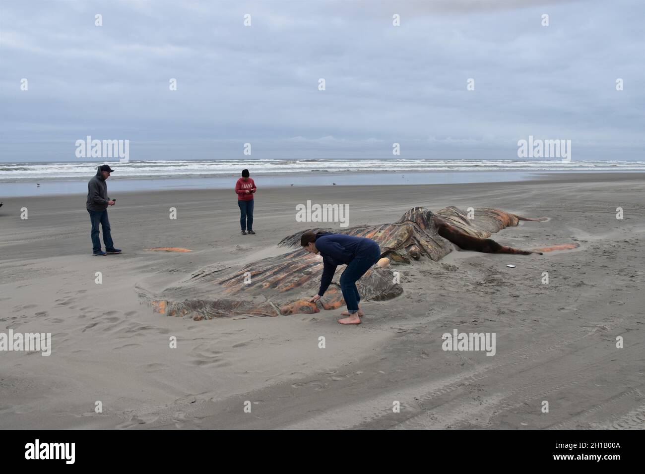 Passers by look at a dead and decomposing humpback whale thought to ...