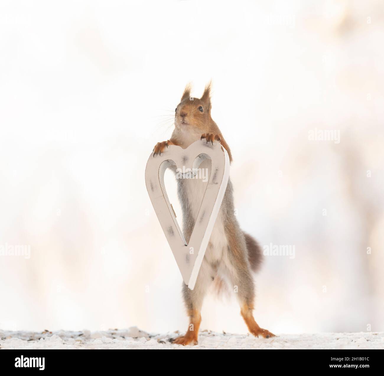 Red squirrel is holding a heart Stock Photo - Alamy