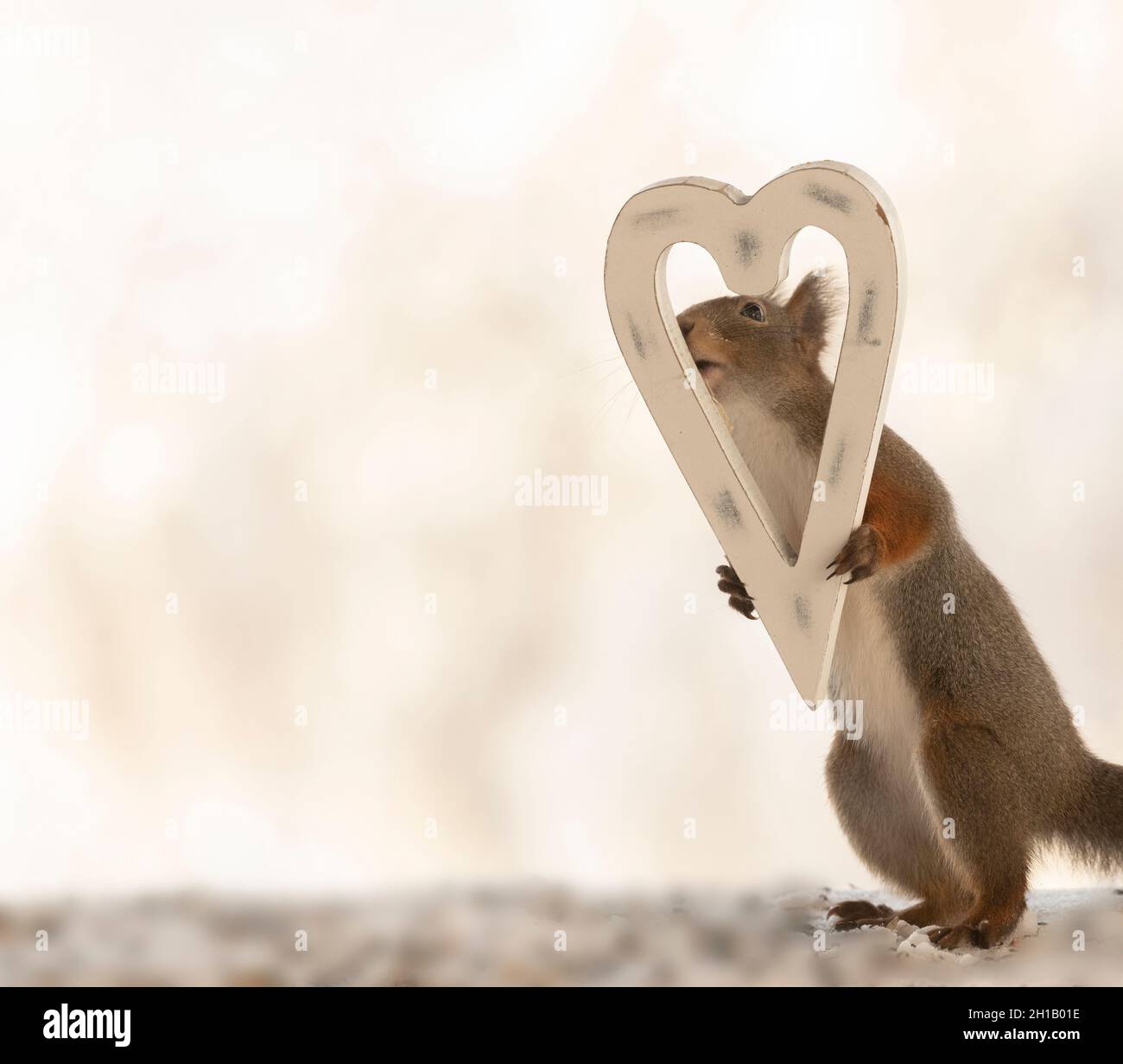 Squirrel holding heart hi-res stock photography and images - Alamy