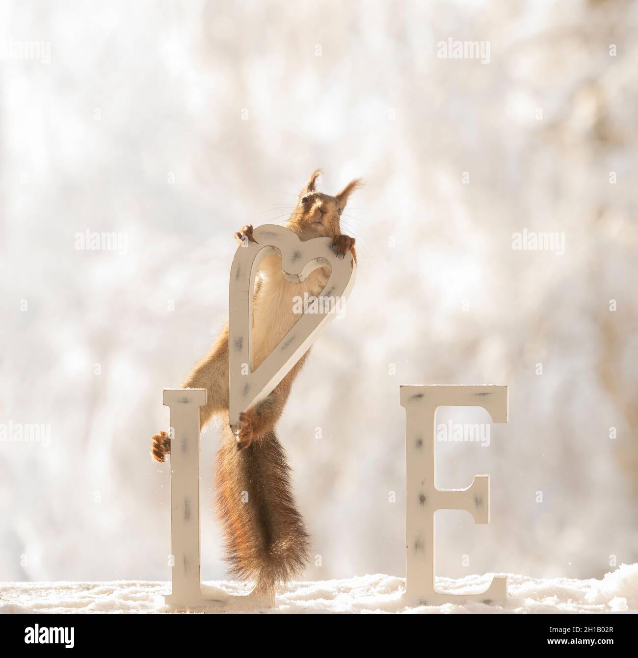 Squirrel holding heart hi-res stock photography and images - Alamy