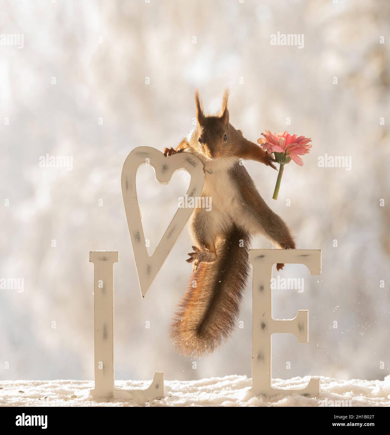 Squirrel holding heart hi-res stock photography and images - Alamy