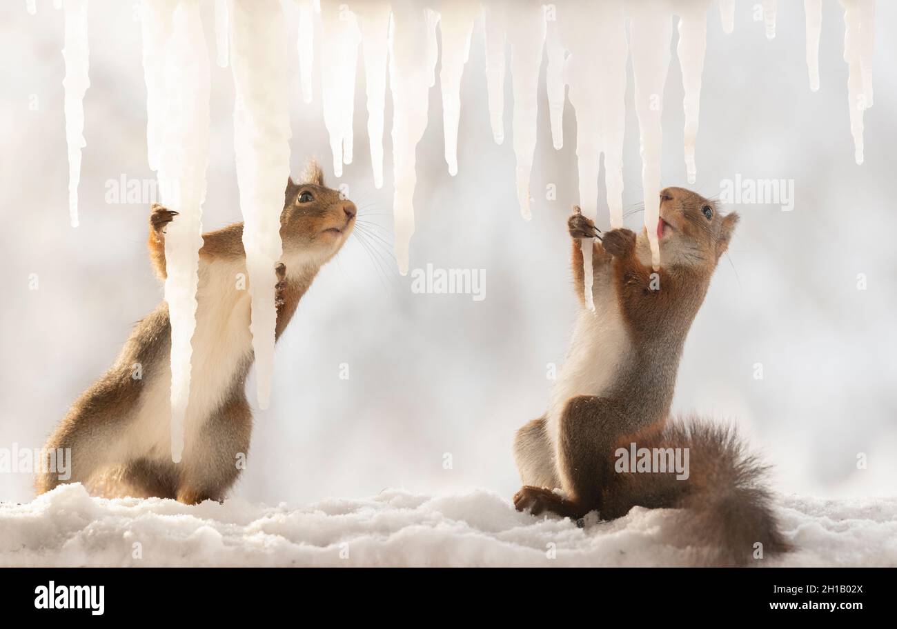 Squirrel tongue out hi-res stock photography and images - Alamy