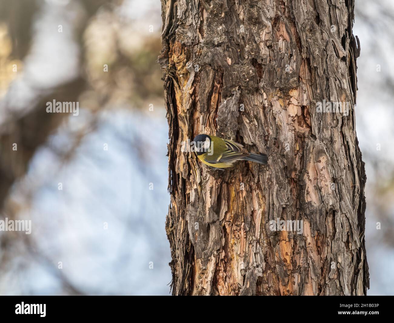 Cute bird Great tit, songbird sitting on the tree trunk. Parus major ...